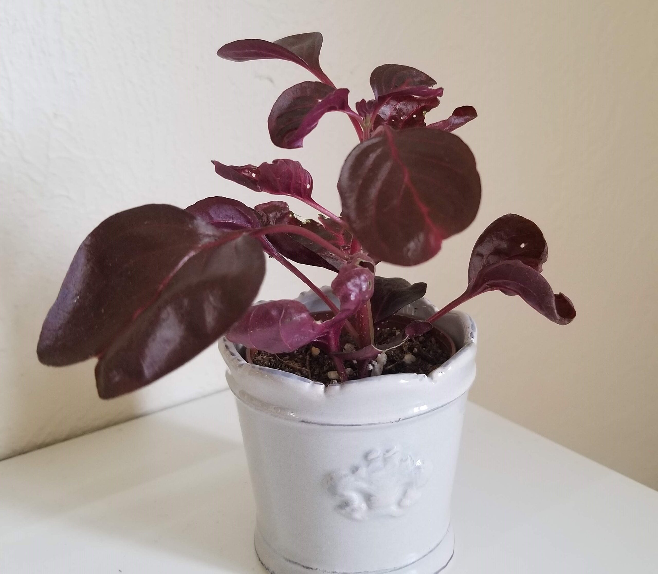 How to Care for a Bloody Mary (Bloodleaf) Plant - Marie Plants
