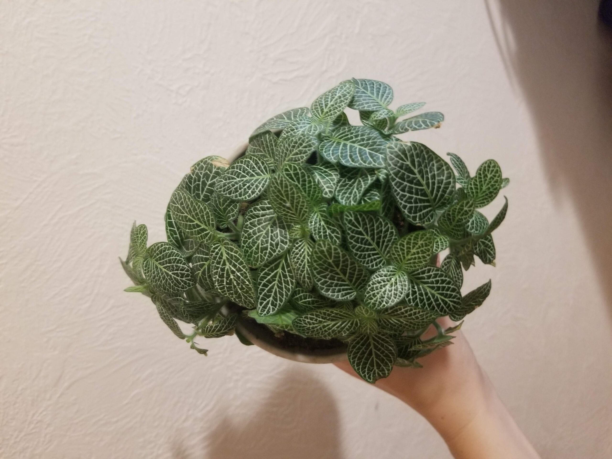 Fittonia Propagation: Everything You Need to Know - Marie Plants